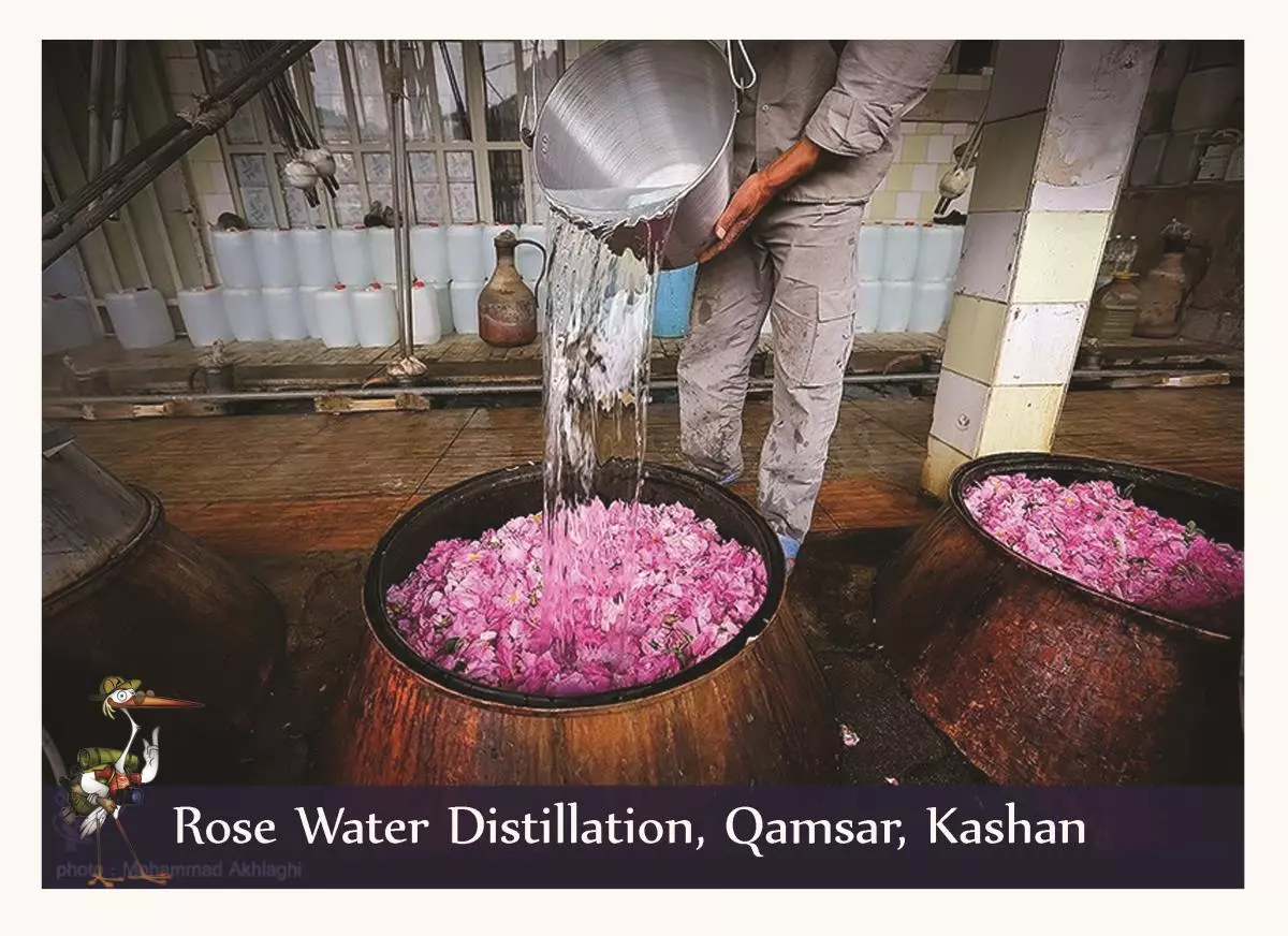 The Traditional Rose Water Festival - Maria Ahmad